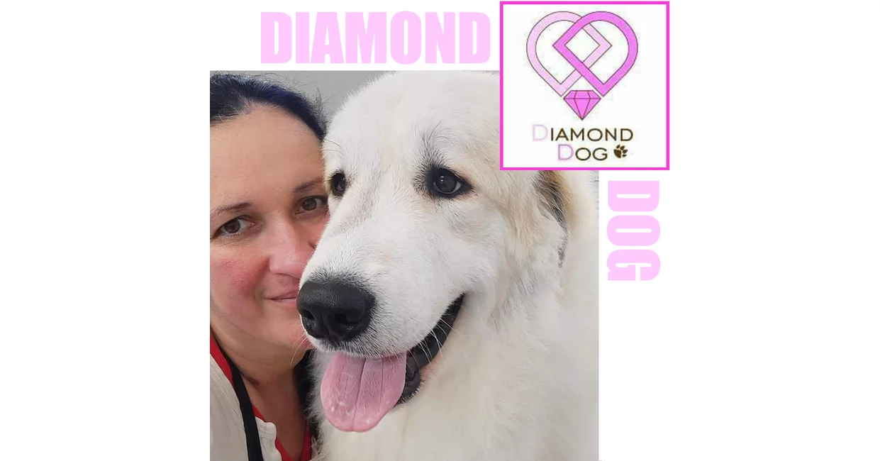 Diamond Dog Stúdió Kiskunhalas